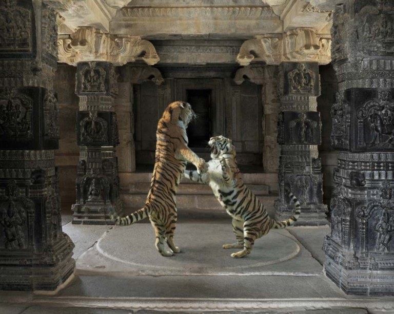 “Animal House” Photography of Wild Animals in Sacred Spaces by Karen ...