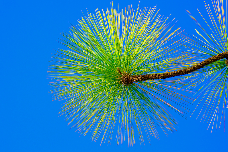 “Tree Story” Photography by Elmore DeMott – ArtStormer